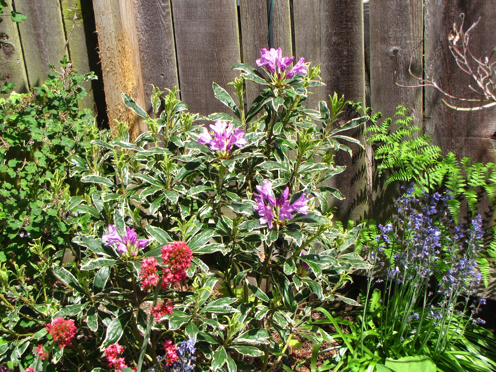 A Gardener in Progress: I'm still in the garden!