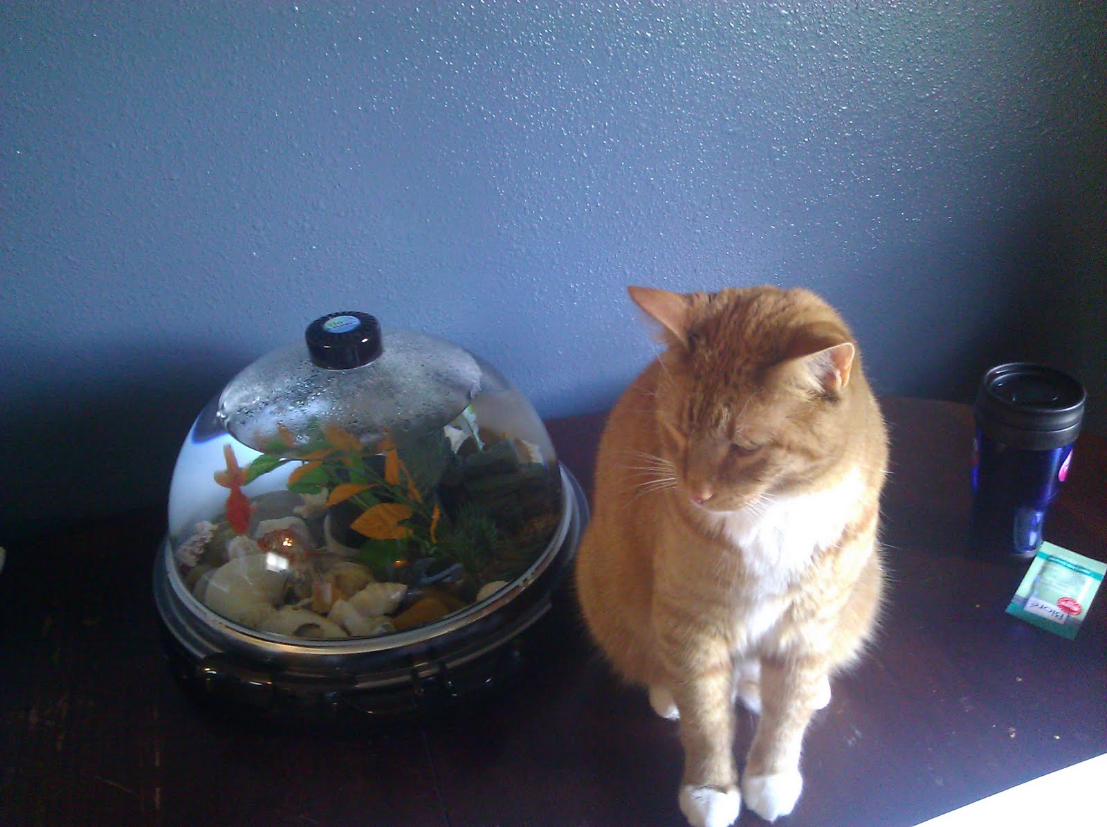 Summer Fun - Bio Bubble Pets Review & Giveaway! {CLOSED} - Outnumbered ...