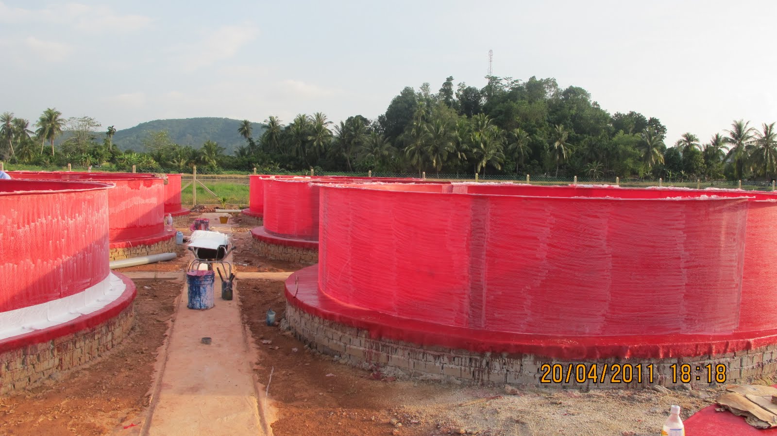 hanafiah the fish farmer: kolam ketutu, marble goby