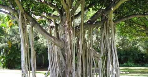 Magha Nakshatra Tree – Which is the tree associated with Magha birth ...