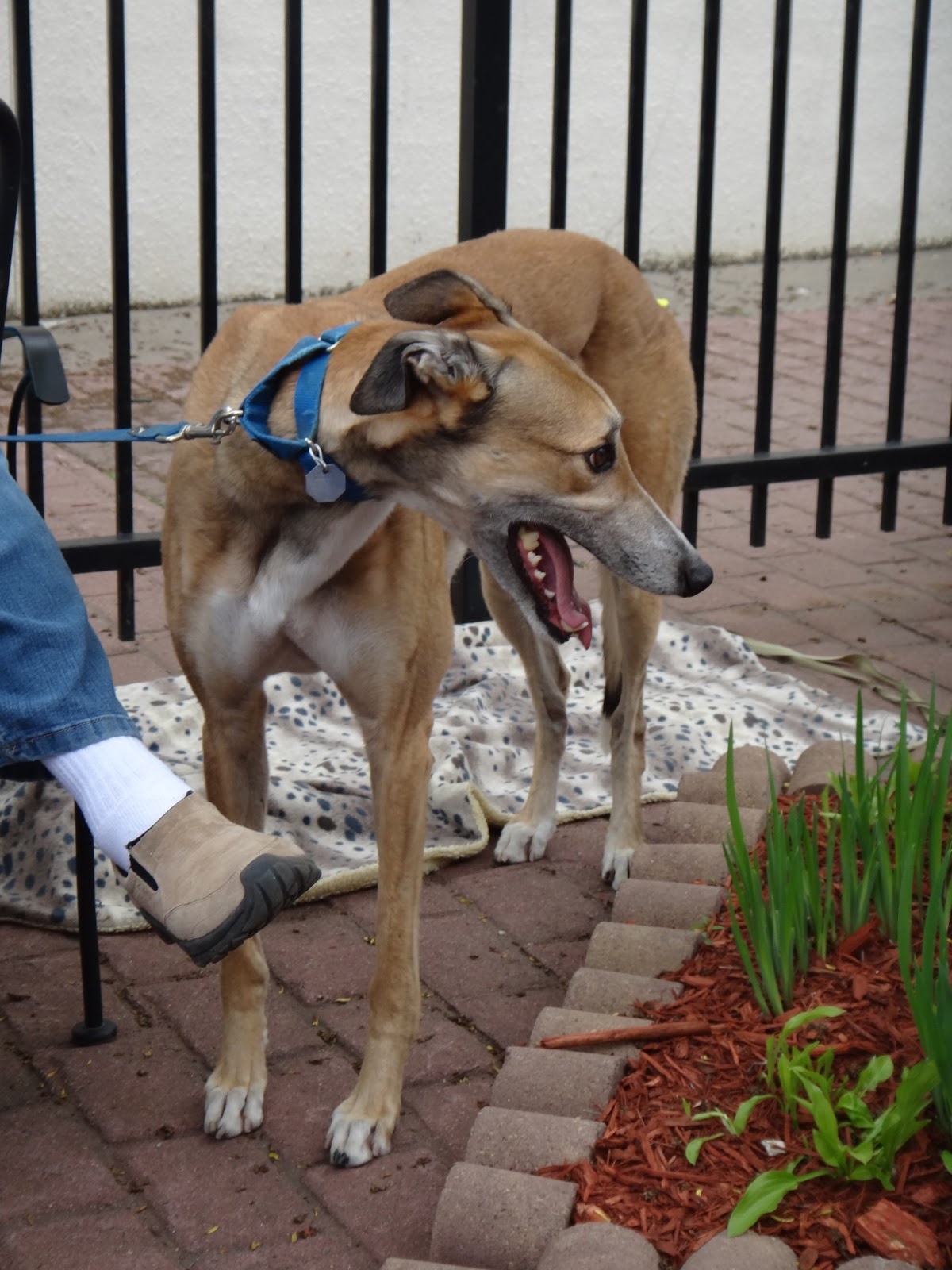 Northern Lights Greyhound Adoption Dog Blog: NLGA Photo Roundup ...