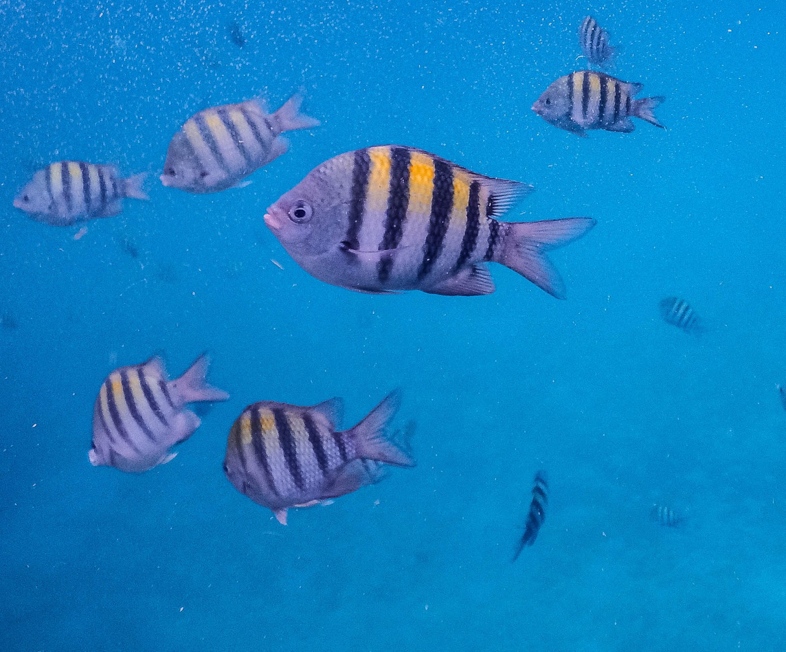 Cannundrums: Sergeant Major (Fish)