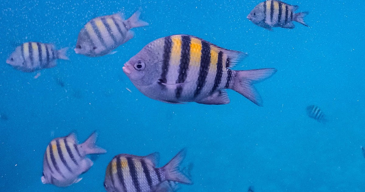 Cannundrums: Sergeant Major (Fish)