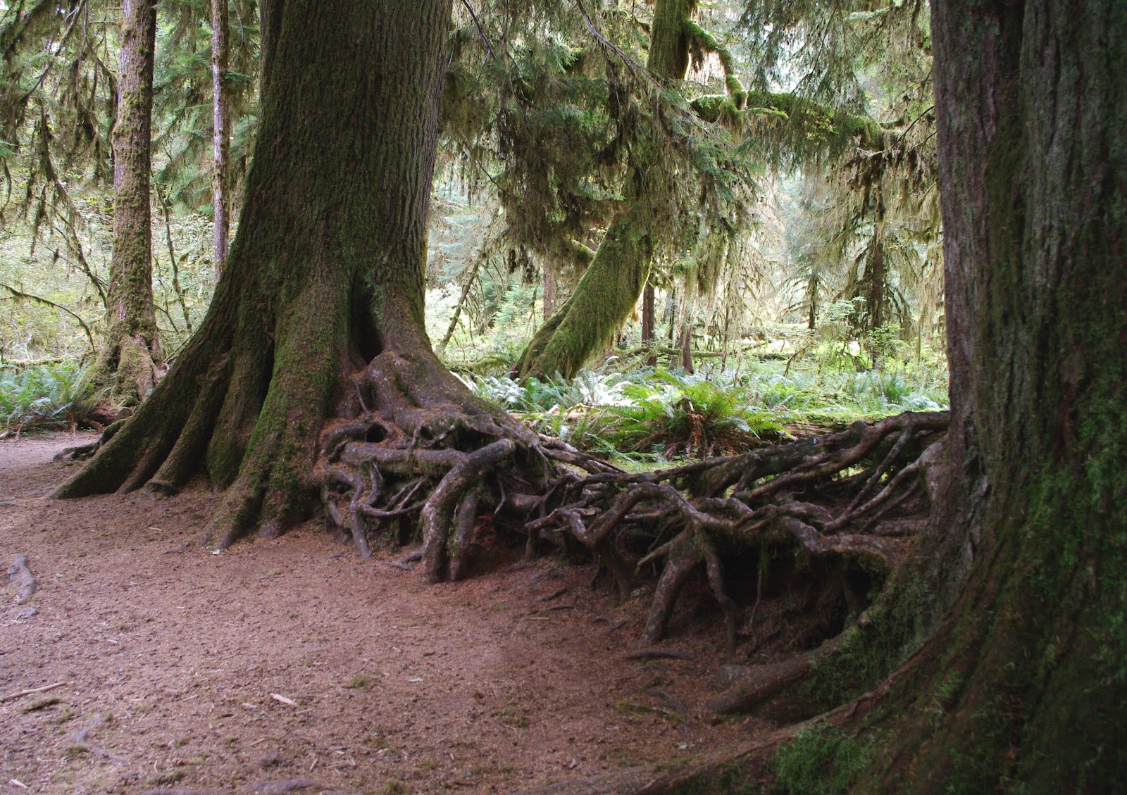 Our Trip Out West: 9/27/12 -- The Hoh Rain Forest