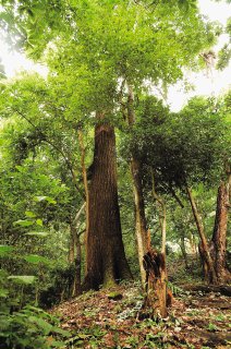 Diversidad de Arboles Maderables en Panama Por: Imalay Chanis