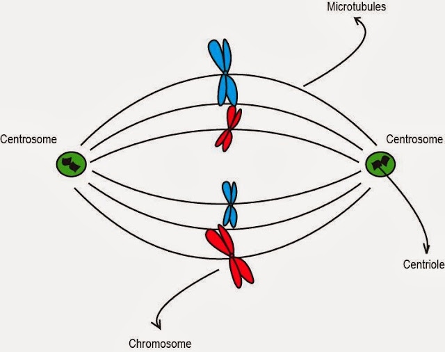 Ciencias de Joseleg: El ciclo del centrosoma 1