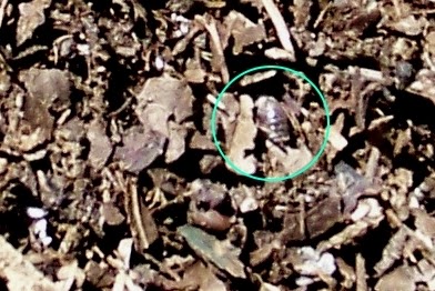 GRANDBOB'S GARDEN: Simple Composting and Compost Screening Tool to Make