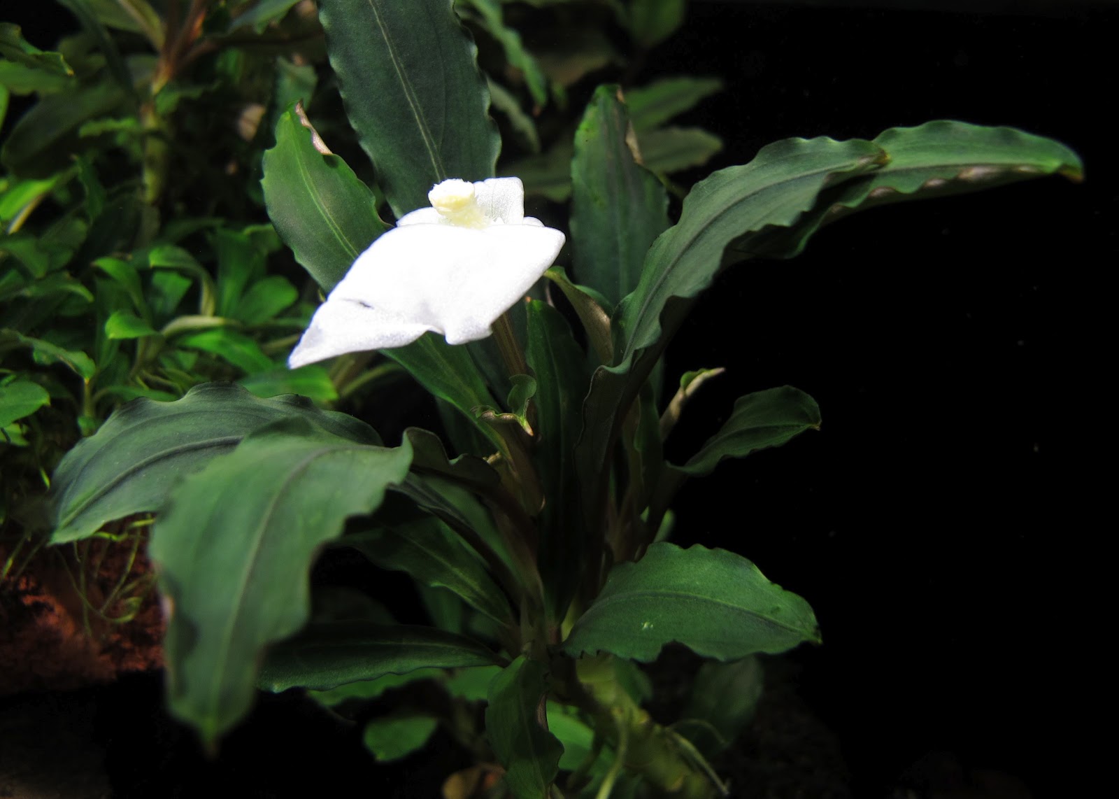 endemic plants: Bucephalandra sp. Tebakang