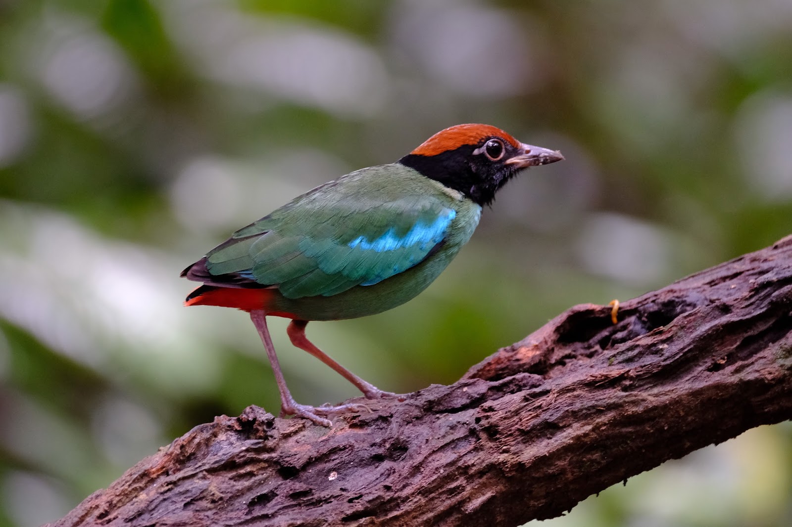 Mike is the name Birding is the game ( Birding in Malaysia - Malaysian ...