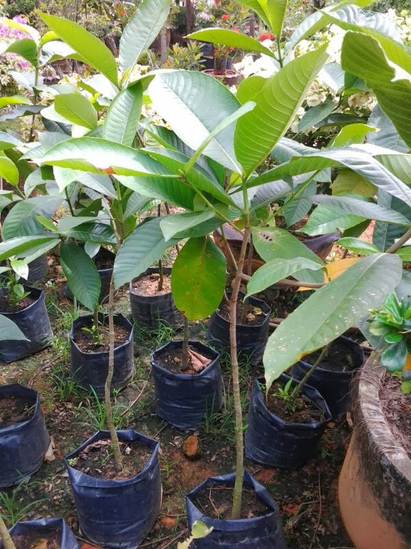 Ide Istimewa Pokok Keruing