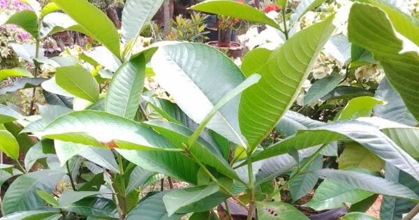 Inspirasi Istimewa Pokok Keruing, Kanopi Minimalis