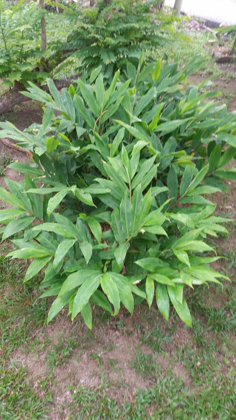Warisan Petani: Pokok Lempuyang.