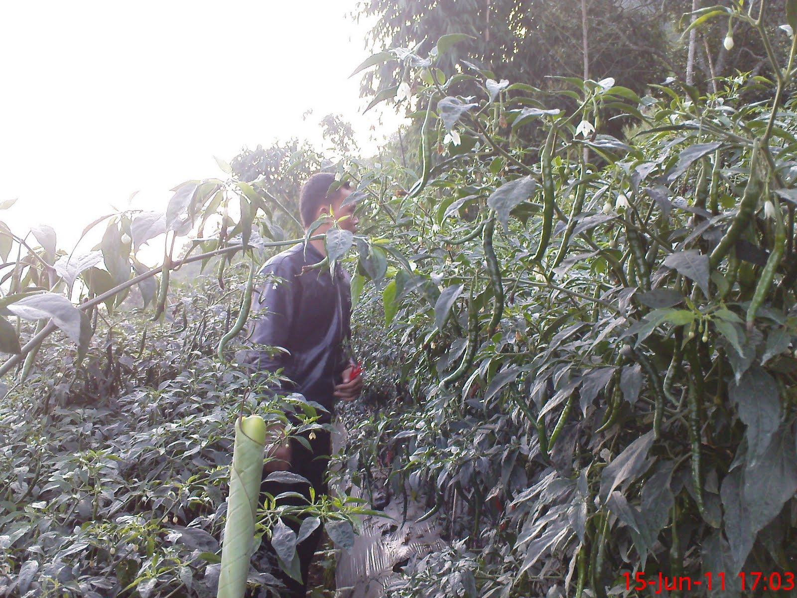 GAMBAR SUKSES BERCOCOK TANAMAN CABE | Tips Petani