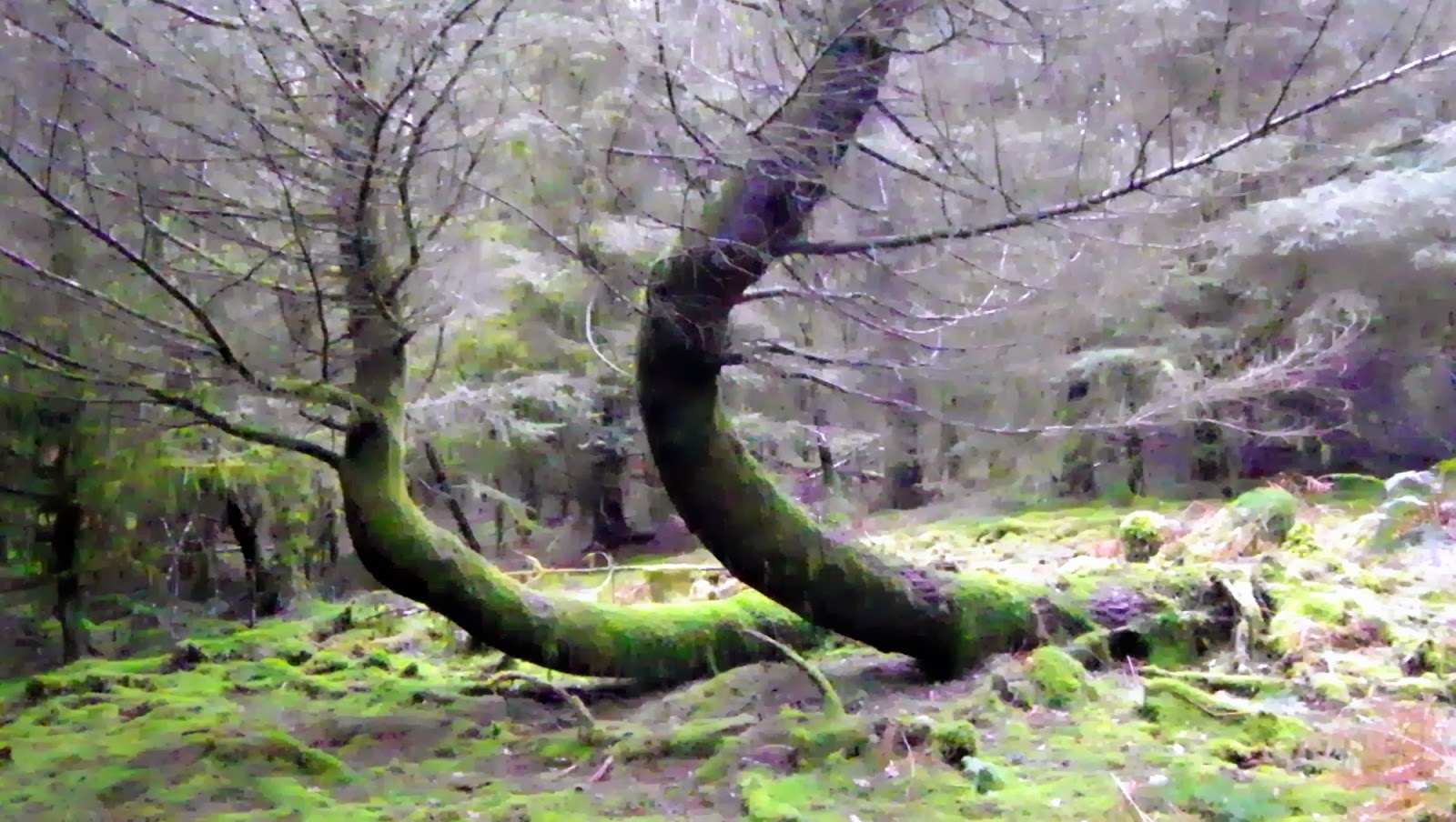 The Glebe Blog: 02/2014