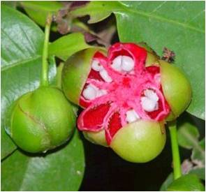 All About Science: SIMPUR (Brunei's National Flower) Story