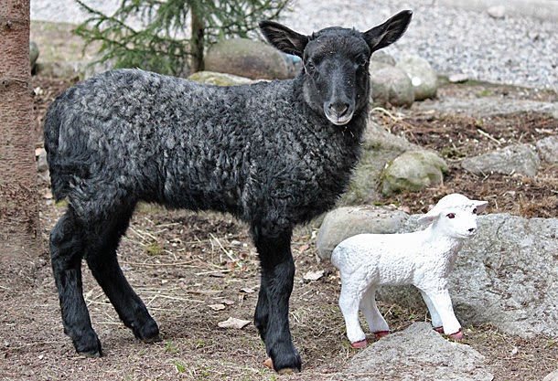 Gårdsbacken: Bä bä vita lamm...