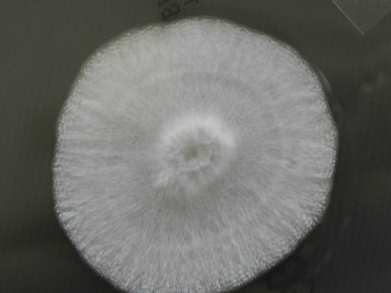 ATLAS MICOLOGIA: GEOTRICHUM CANDIDUM