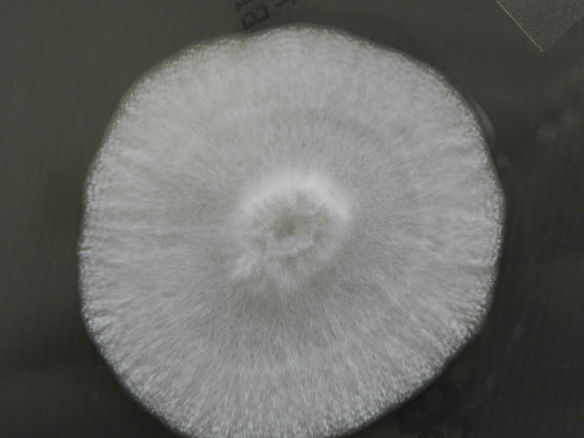 ATLAS MICOLOGIA: GEOTRICHUM CANDIDUM