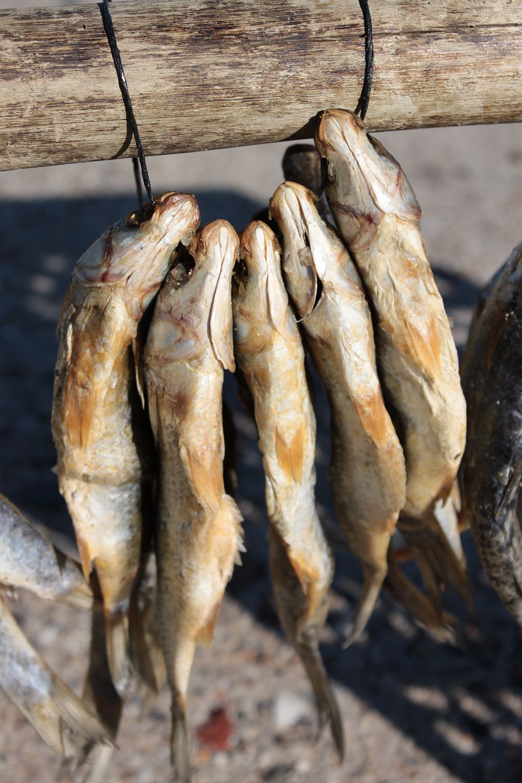 Bokkoms - Alchetron, The Free Social Encyclopedia