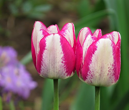 -neuer Gartentraum-: Erste Pfingst- (Oster-) Rose