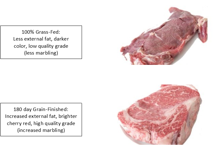 Grain-Fed vs. Grass-Fed—What Are the True Differences?