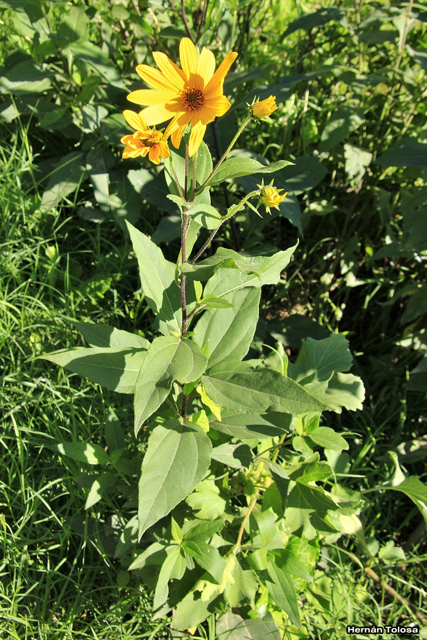 Flora Bonaerense: Topinambur (Helianthus tuberosus)
