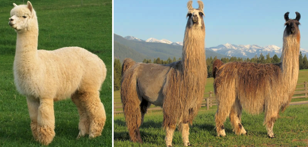 NephiCode: March 2017