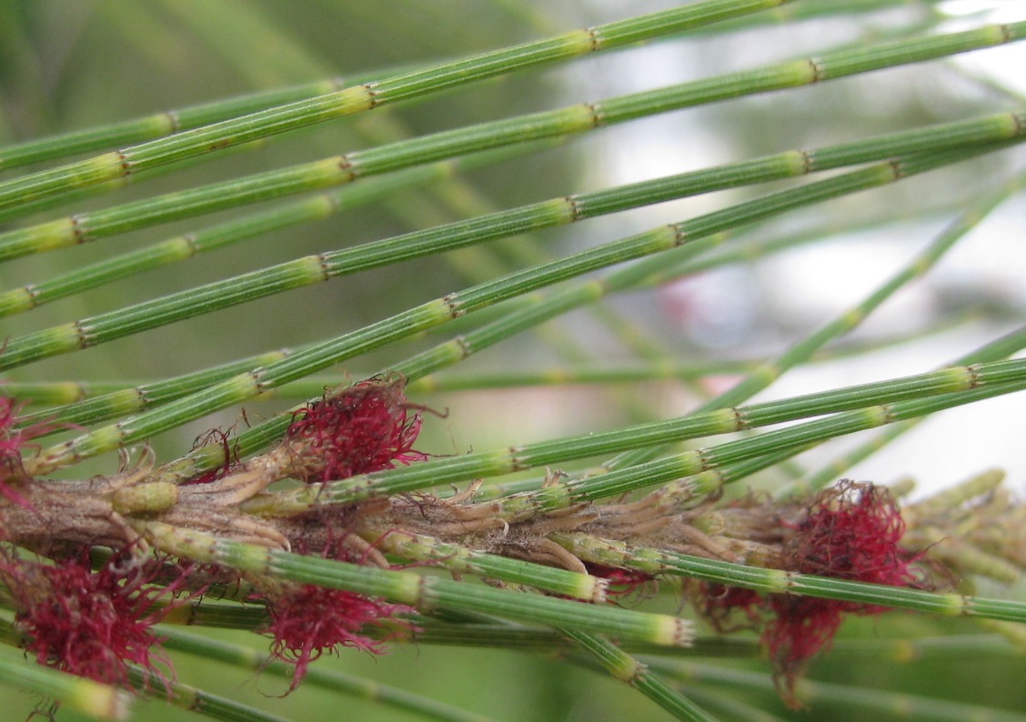 Trees of Santa Cruz County: Casuarina equisetifolium - Casuarina