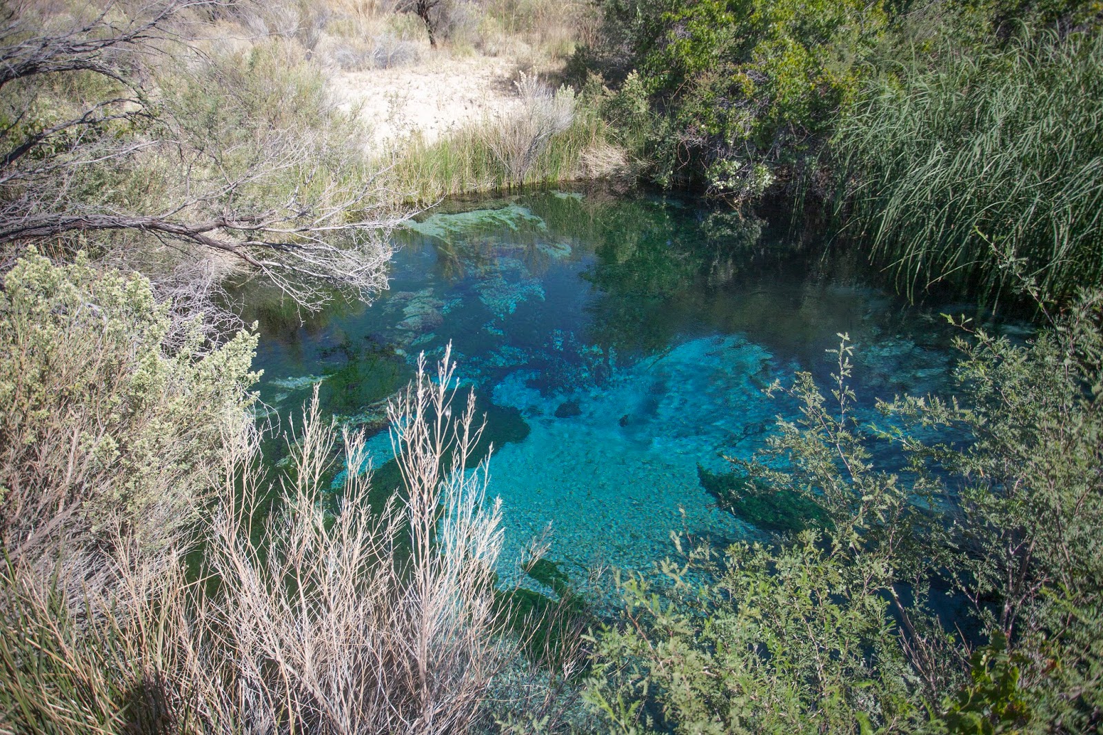 THE SPRINGS OF ASH MEADOWS NATIONAL WILDLIFE REFUGE, NEVADA - ADAM HAYDOCK