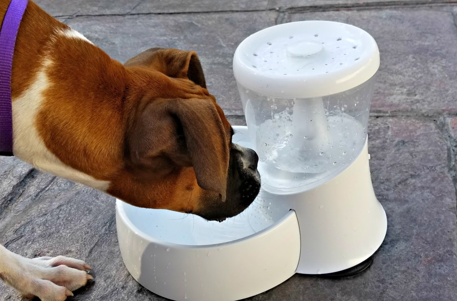 A GEEK DADDY: PETMATE FRESH FLOW RAIN FOUNTAIN