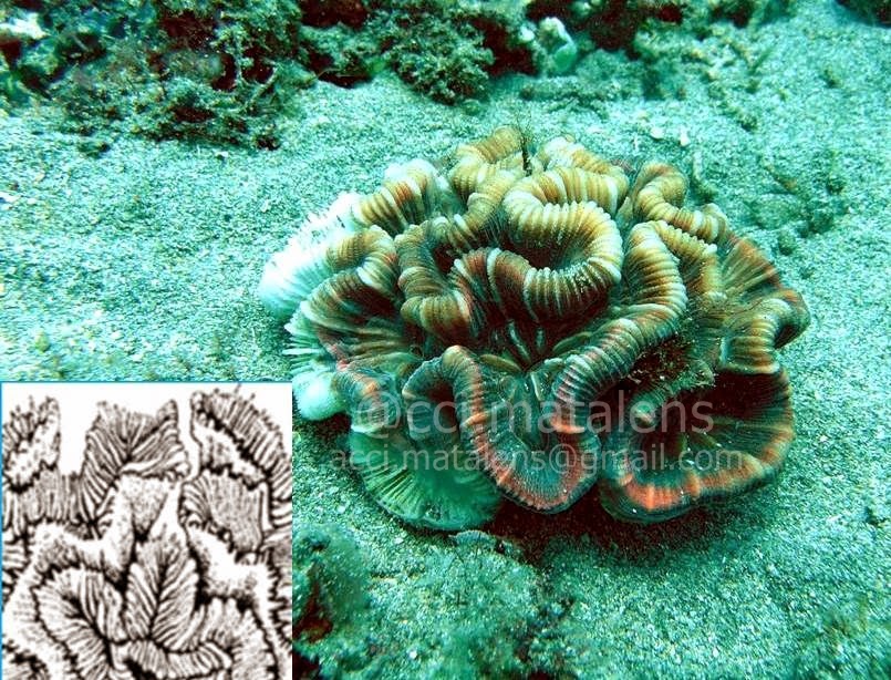 Pamacca: Bentuk Pertumbuhan Karang