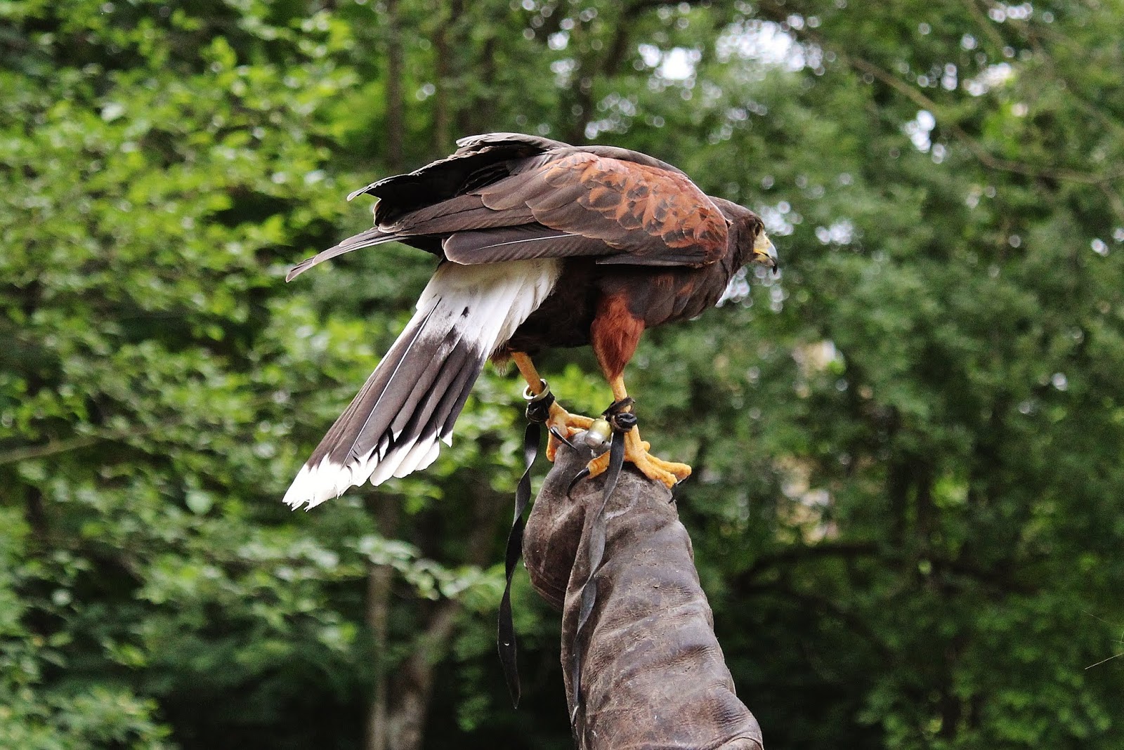 September Violets: Vancouver Island - The Raptors, Duncan