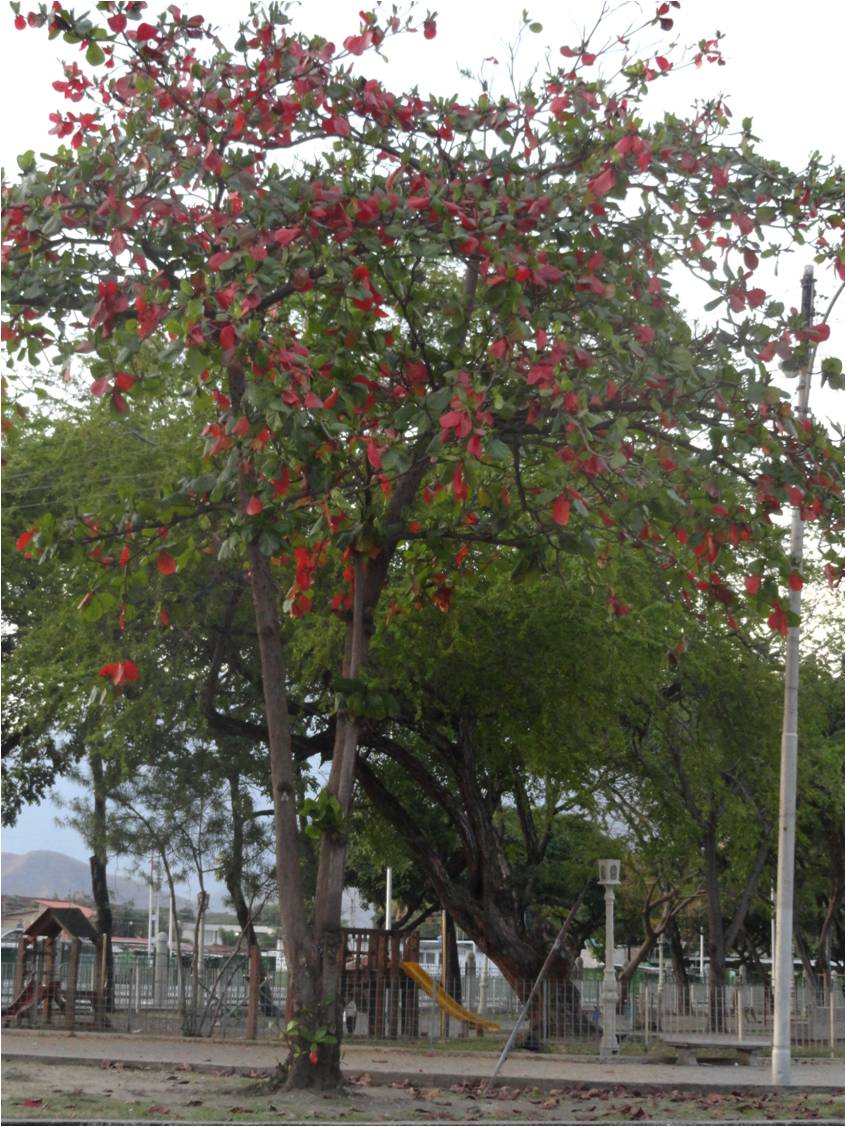 La Doctora De Las Plantas: Almendrón: Terminalia catappa. Árbol de ...