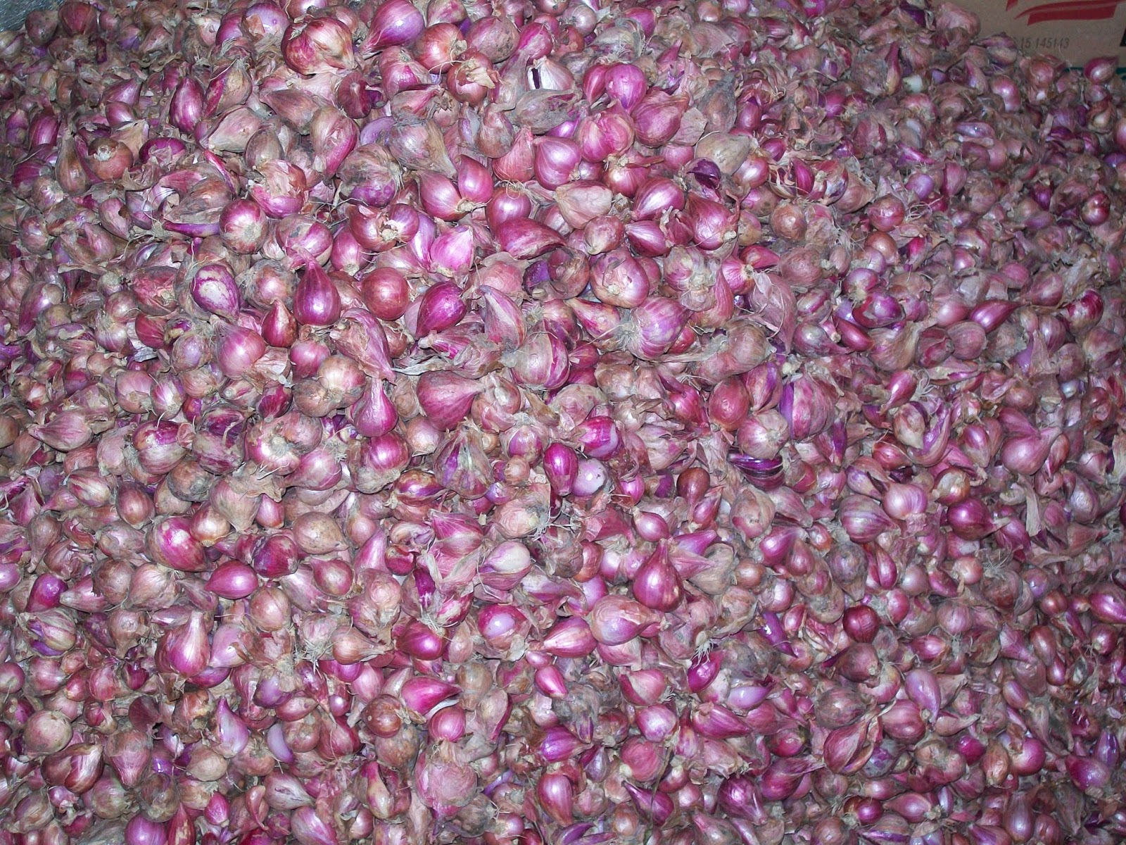 CARA MENANAM / BUDIDAYA BAWANG MERAH DI MUSIM PENGHUJAN | Pertanian