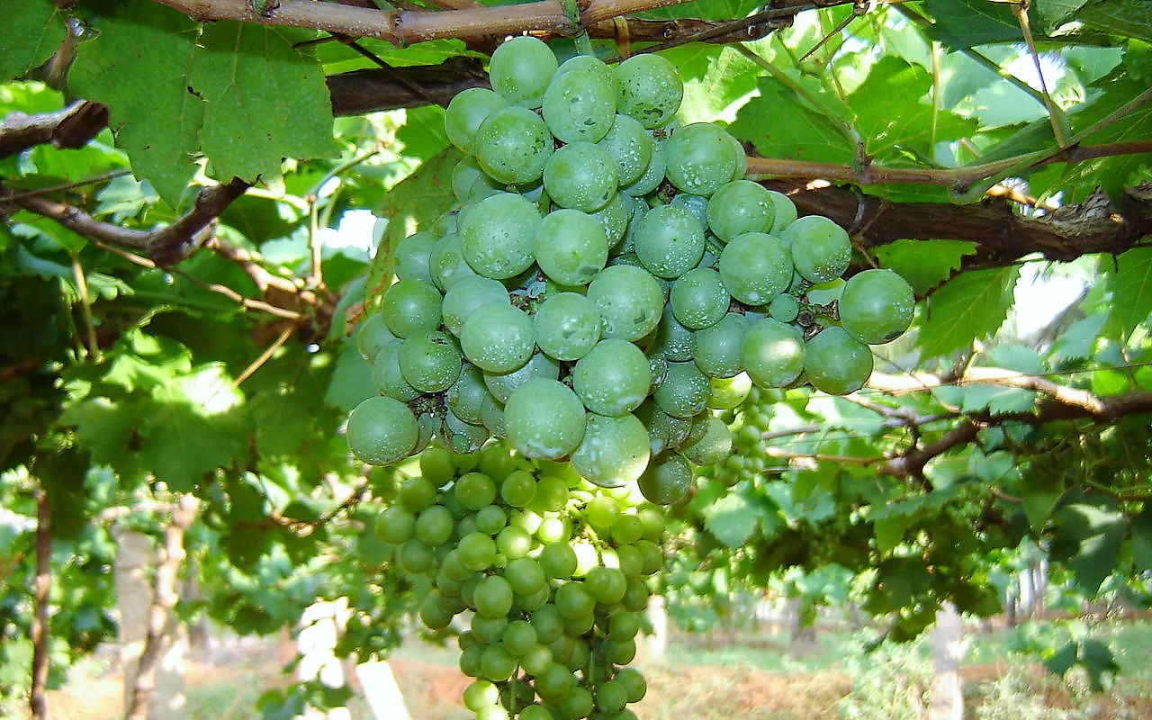 5-five-5: Grapes