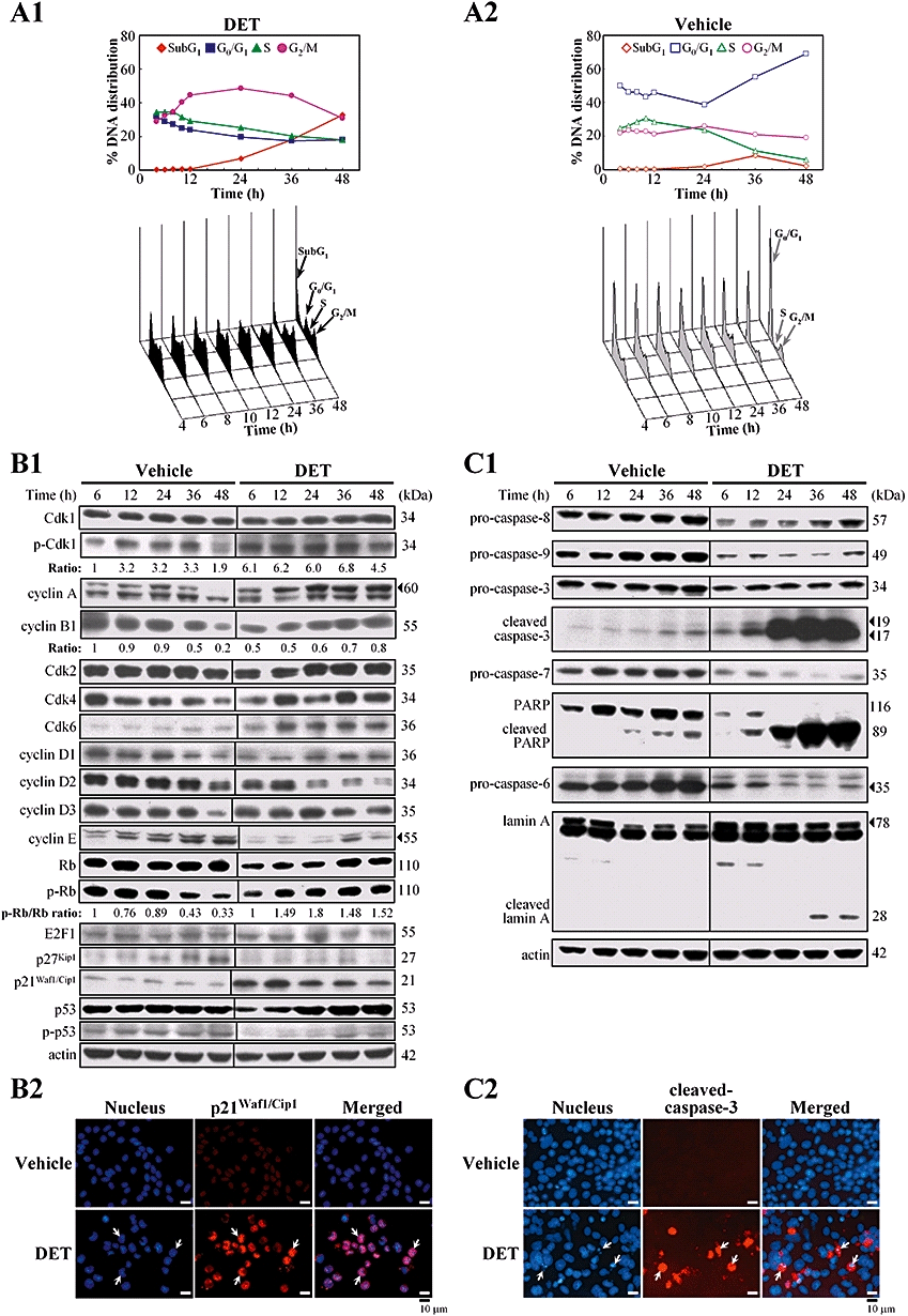 Herba & Tumbuhan: POKOK TUTUP BUMI / TAPAK SULAIMAN