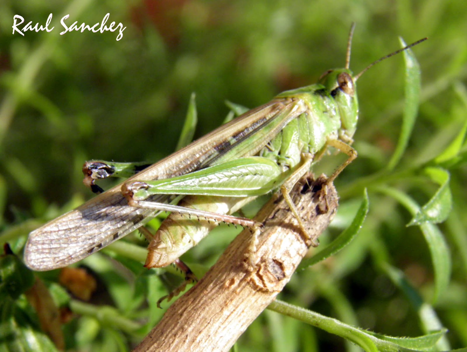 Naturaleza Viva : Saltamontes ( Caelifera )