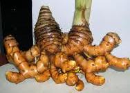 Temu Lawak : Segudang Manfaat - Portalinformasi