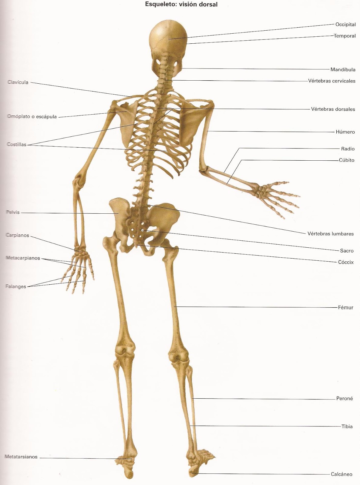 EL NOSTRE COS, coneixem les seues funcions: APARELL LOCOMOTOR