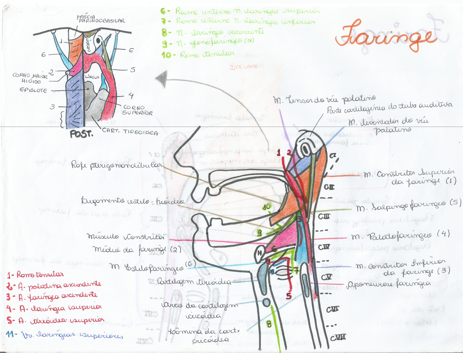 Rabiscos Infundados: Anatomia da Faringe - 3