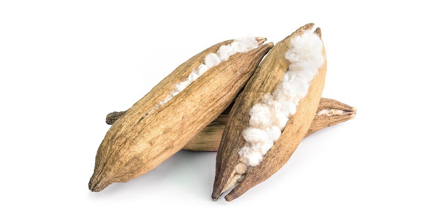 Kapuk Randu: To Naturefy With Kapuk