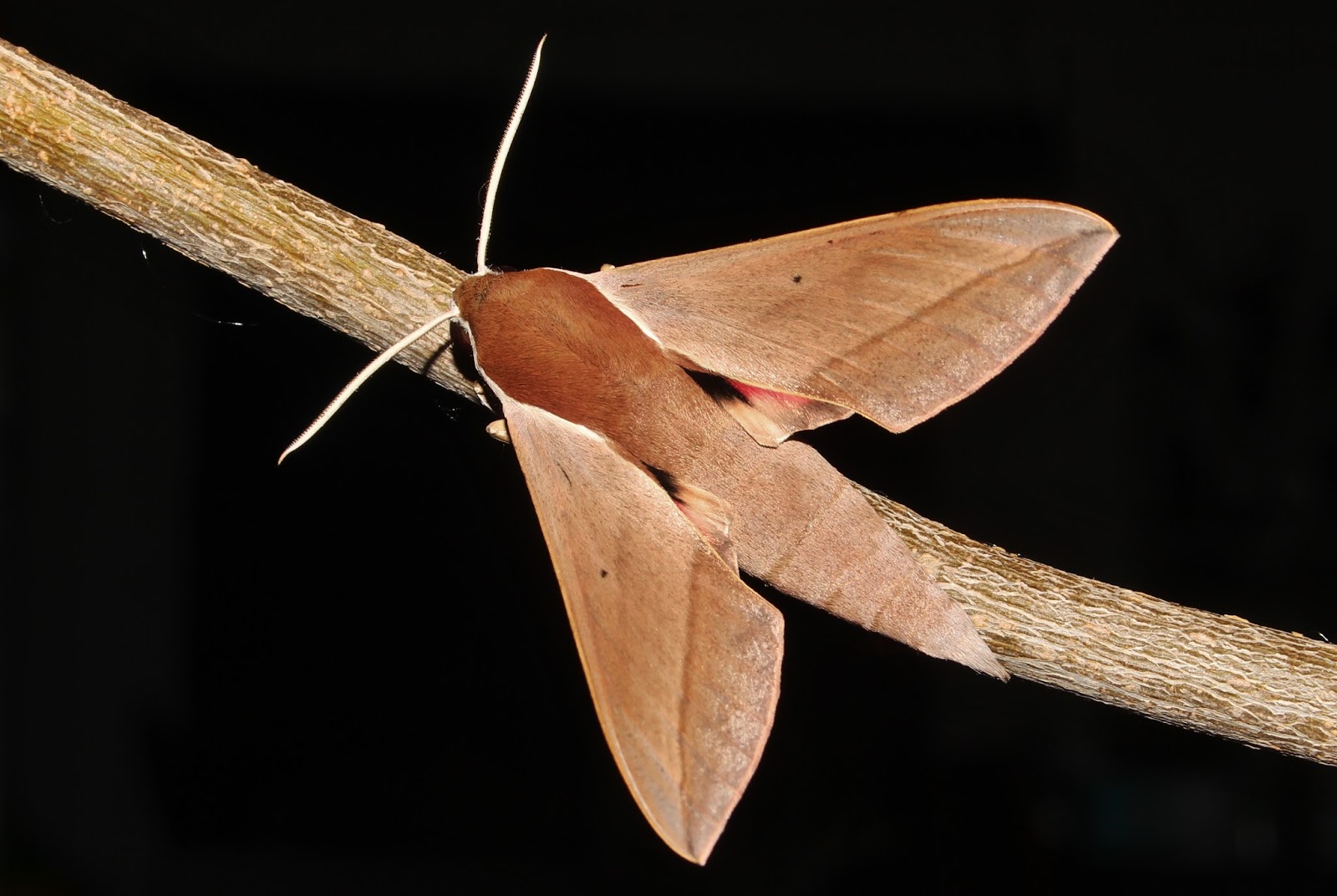 Biodiversity of Cyprus by NGO Protection of the Natural Heritage and ...