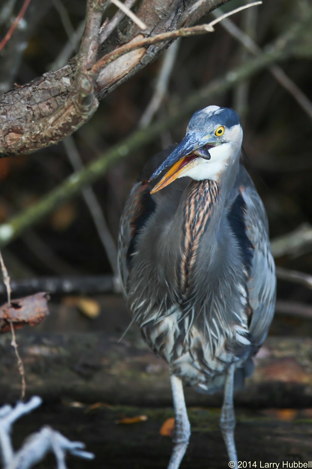 Union Bay Watch : Marsh Island Trail