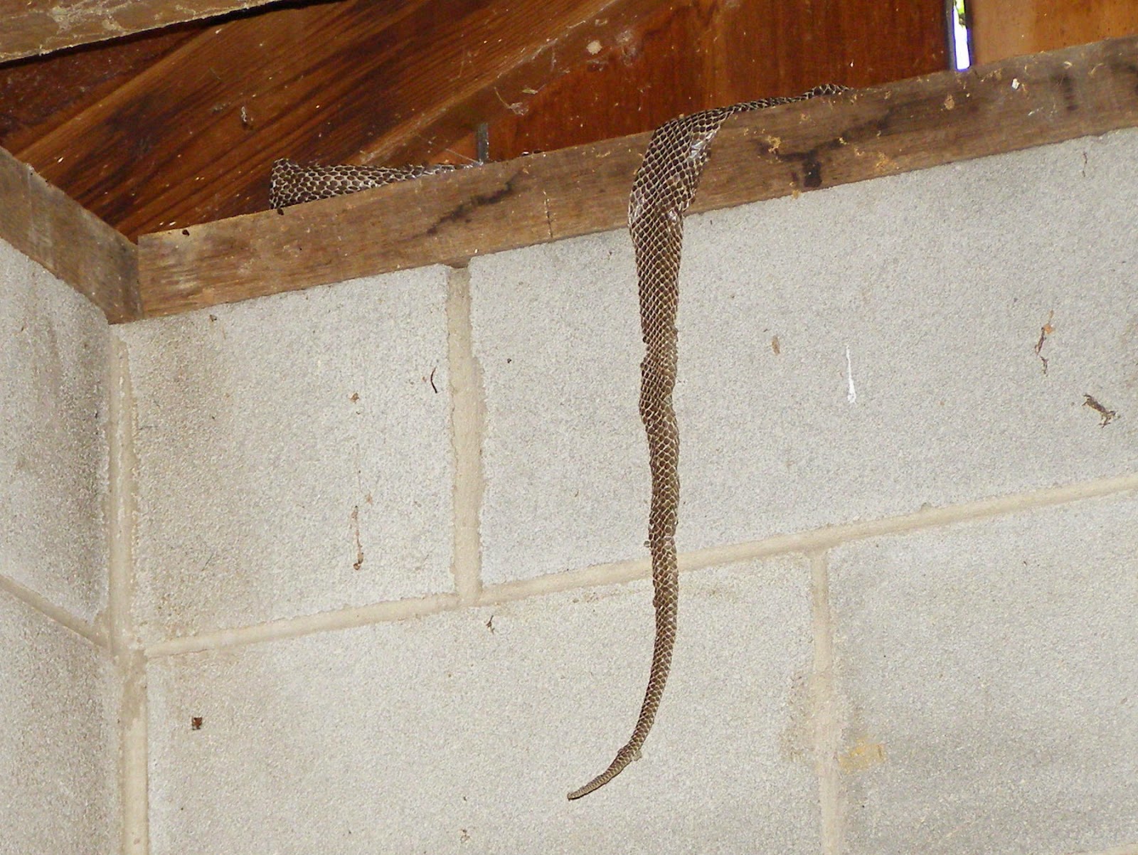 Blue Jay Barrens: Black Rat Snakes