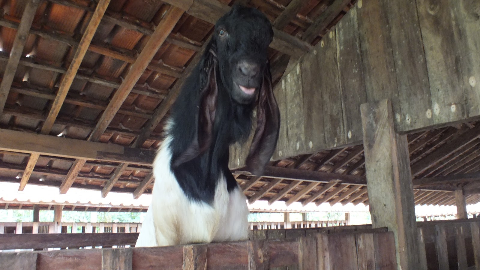 Kambing Etawa Super Dan Contoh Kandangnya