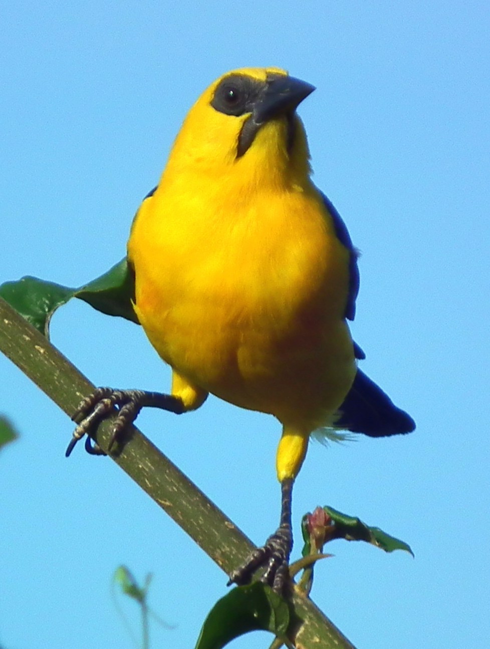Aves de Jardín . Birds in our garden: Como se llama esta pajarito?