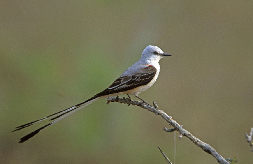 Birds Lover: Scissor Tailed Flycatcher