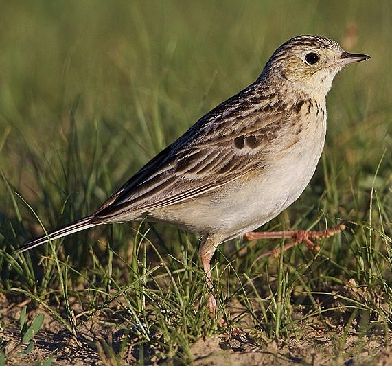 Birds of the World: Sprague's pipit