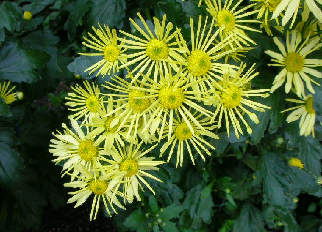 My Virtual Garden 2: Mum Day