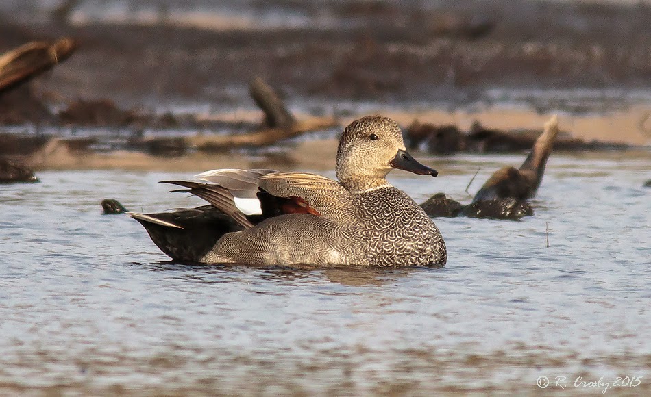 South Shore Birder: Gadwall Drake and Hen